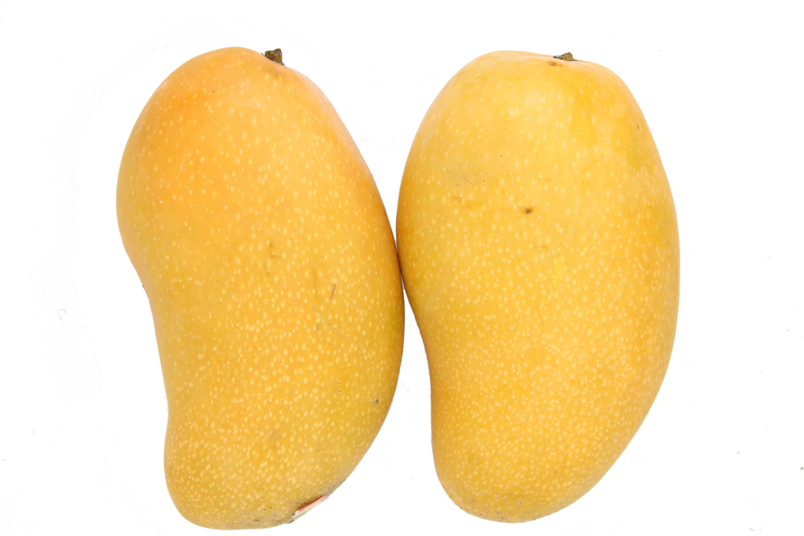 1-MCP in delaying mango ripening and softing at suitable temperature